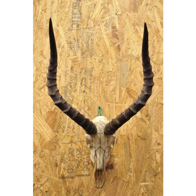 Vintage Impala African Antelope Cranium Skull Horn Mount Wall Taxidermy ...