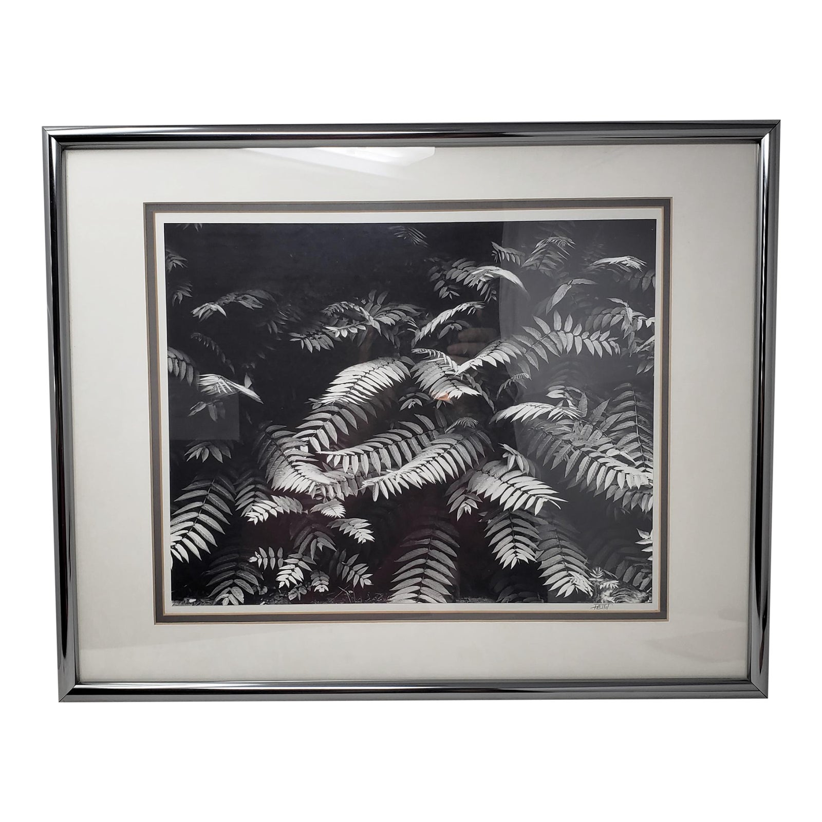 Vintage 1990s David Pettit Black and White Framed Photograph of Ferns ...