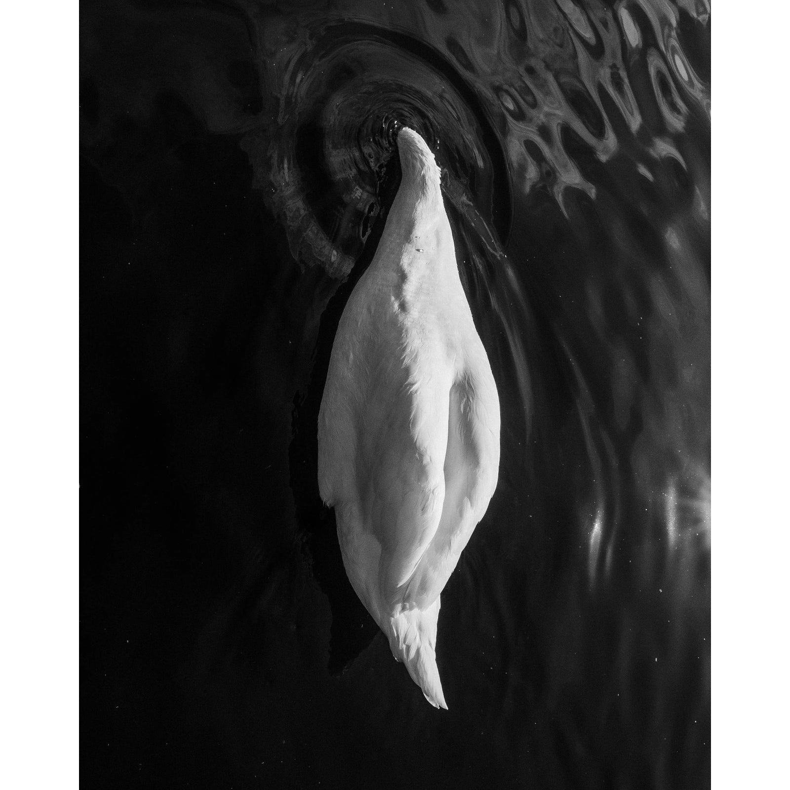 Swan by Joe Clarke – Limited Edition Abstract Photograph | Archival ...