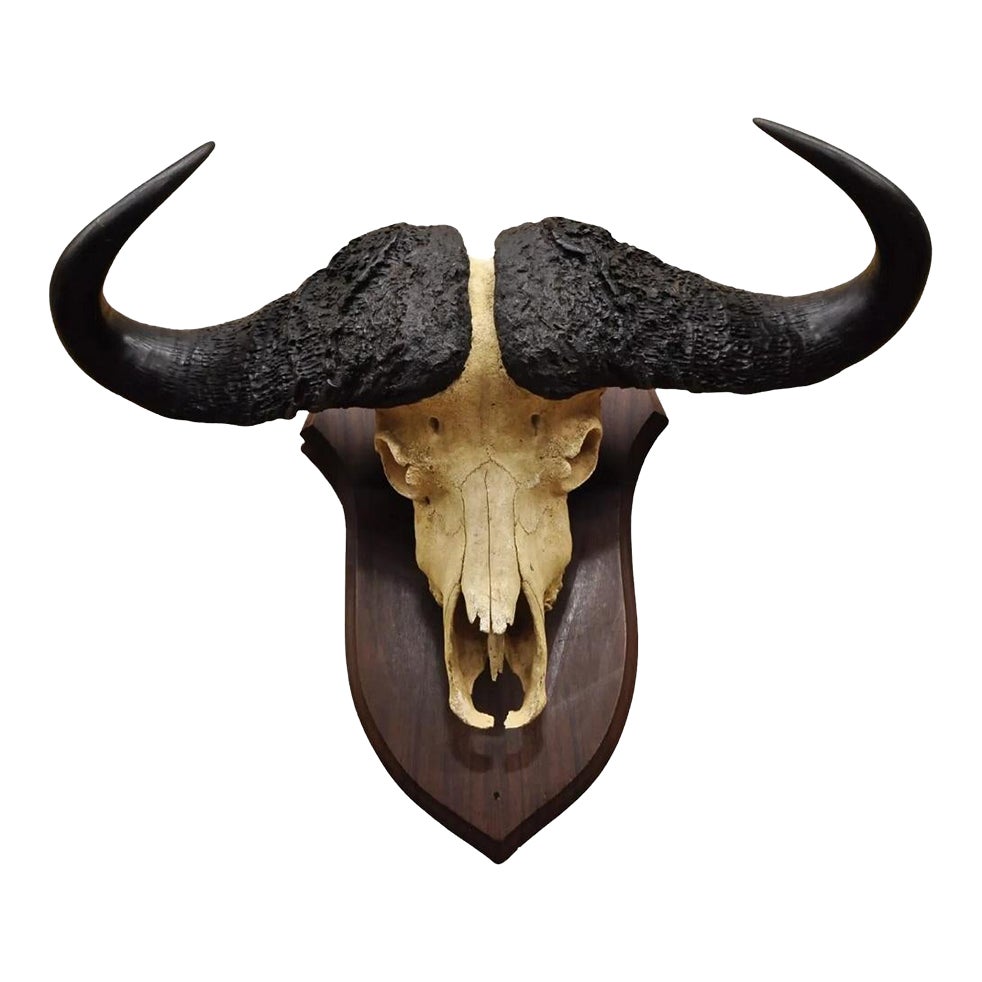 Vintage African Cape Buffalo Skull European Mount on Wooden Plaque ...