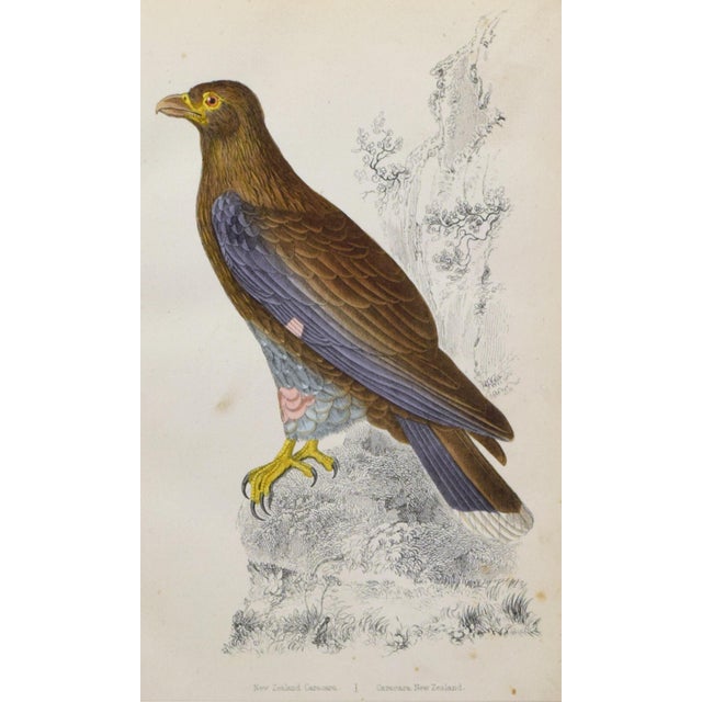 19th Century English Hand Colored Caracara Falcon Bird Engraving by ...