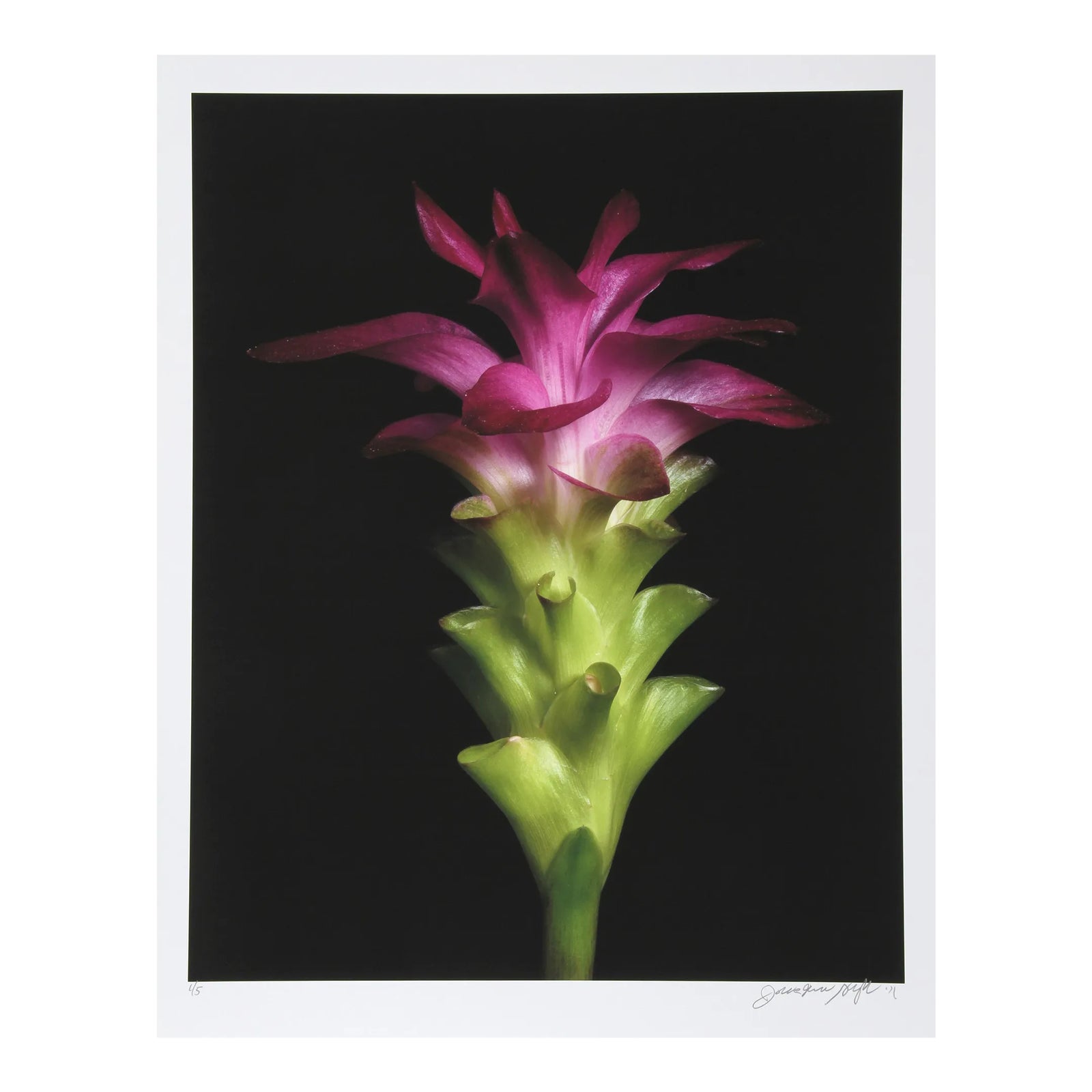 Bright Green and Purple, Jonathan Singer, Photography | Chairish