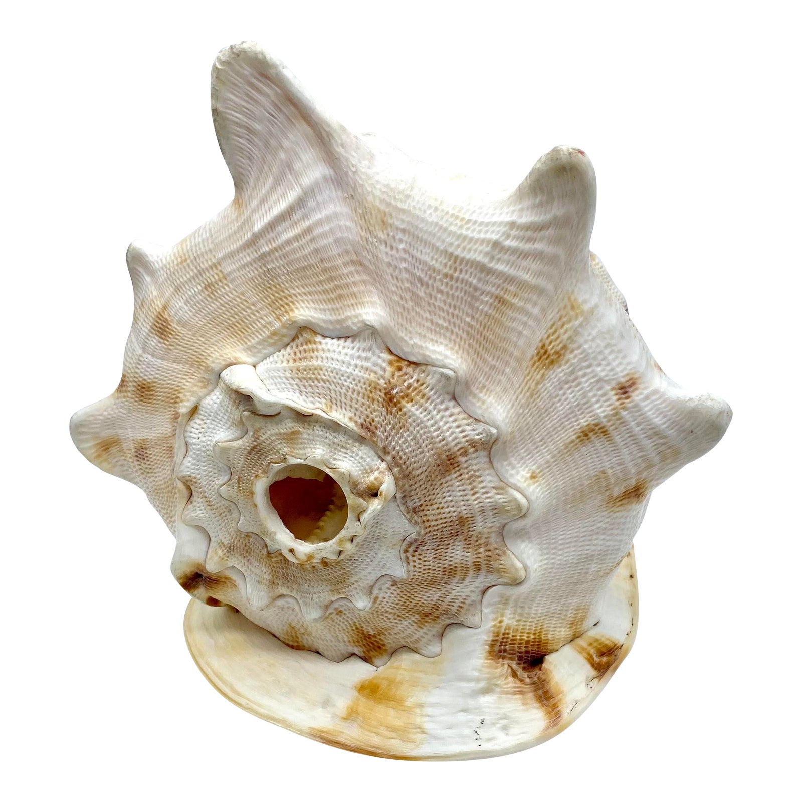 Large Horned Helmet Seashell - Cassis Cornuta | Chairish
