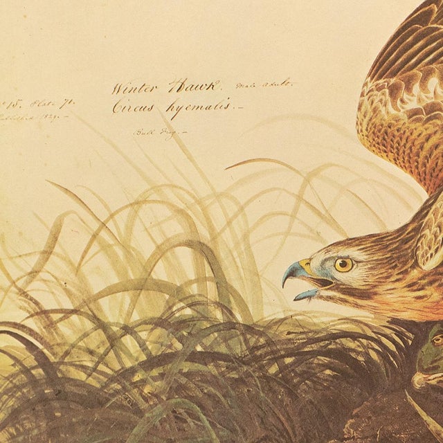 1966 Winter Hawk and Bull Frog After Audubon, XL Cottage Print | Chairish