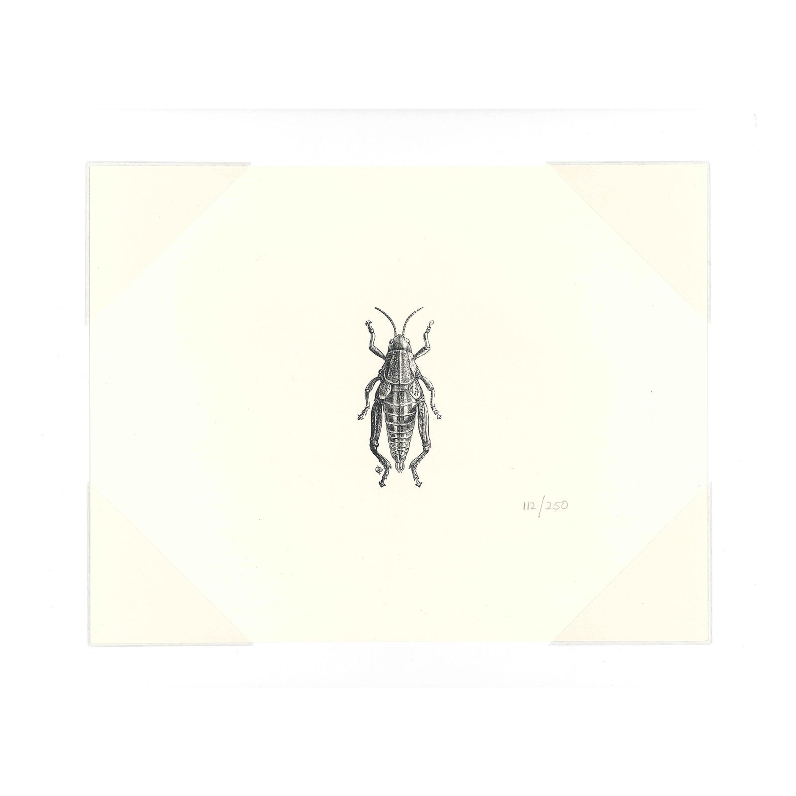 Insect Illustration by CV Riley Locust Modern Reprint of 1800s ...