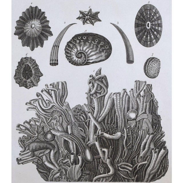 Early 19th C Antique Conchology / Shell Engraving for Londonesis by ...