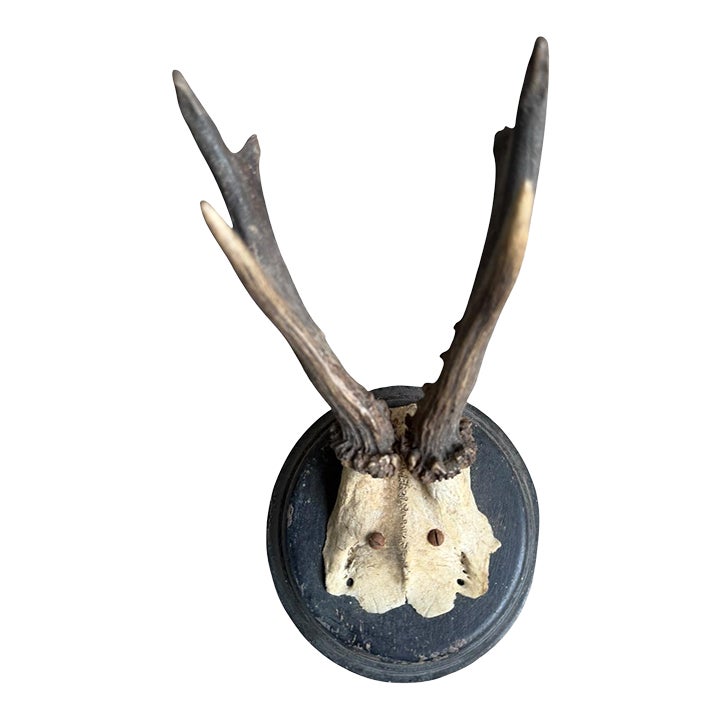 Roe Deer Trophy 78 Black Forest Antlers Mount | Chairish