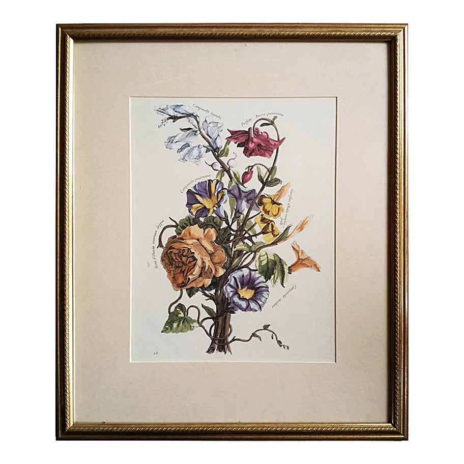 Antique Italian Botanical Lithograph | Chairish