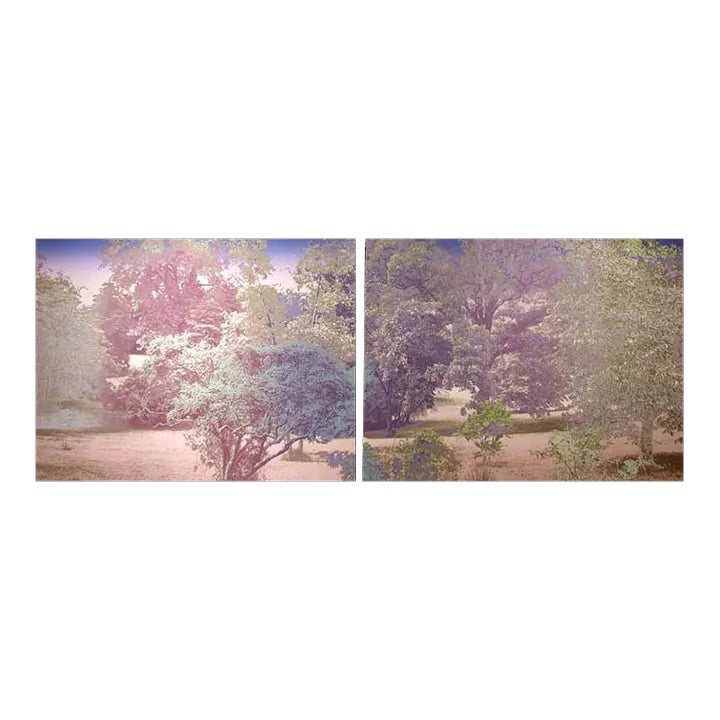 Ted Thomas Arboretum Suite Trees Original Hand Signed Art | Chairish