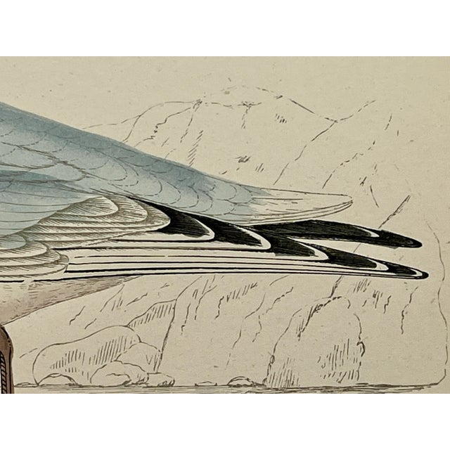 Antique Hand Colored Bird Print Showcasing a Majestic Masked Gull ...