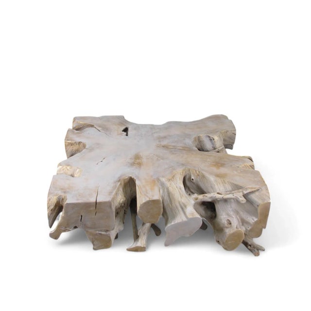 Organic Modern Bleach White Teak Root Coffee Table | Chairish