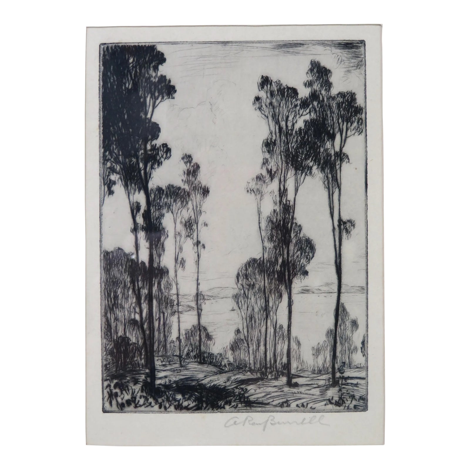 1920's Alfred Ray Burrell 'Presidio Trees' Signed Etching Art Print ...