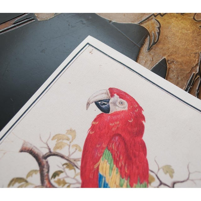 Scarlet Macaw Small Reproduction Print, After 1590s by Anselmus Boëtius ...