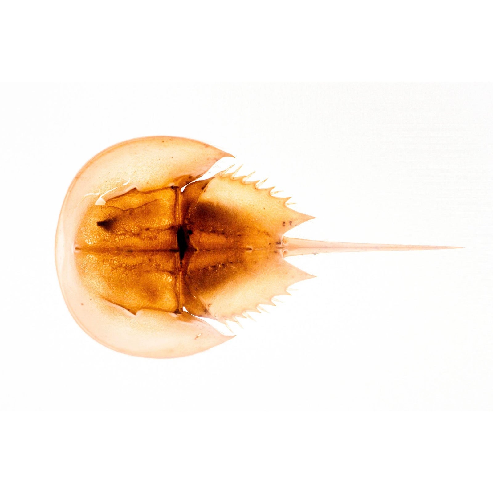 “Horseshoe Crab, Shelter Island” Contemporary Archival Photograph by ...