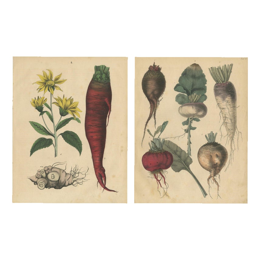 Calwer, Root Vegetables, Beets, Carrots, Turnips, 1852, Prints, Set of ...