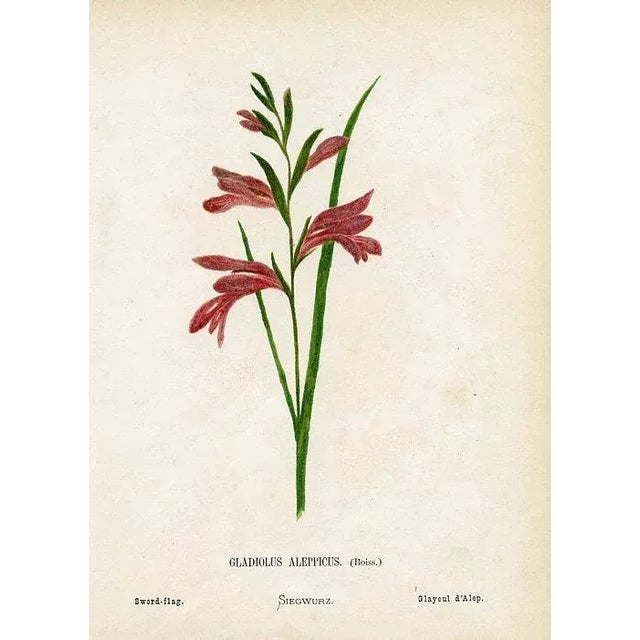 1875, Gladiolus Botanical Print, Holy Land Wildflowers, Original ...