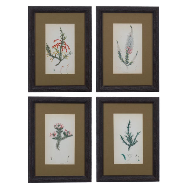 Heather Botanical Engravings by Henry Andrews C.1830 - Set of 4 | Chairish