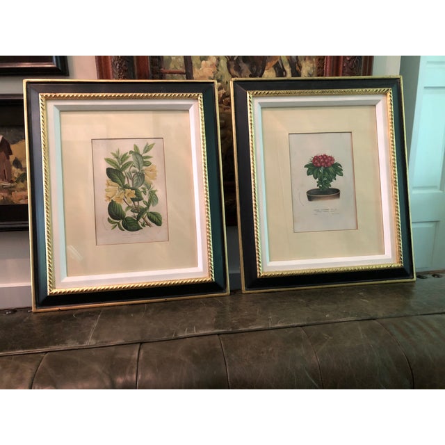 Framed Original Botanical Prints by Trowbridge Gallery - a Pair | Chairish