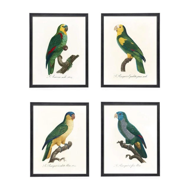 Newly Printed Antique French Parrot Prints - Set of 4 | Chairish