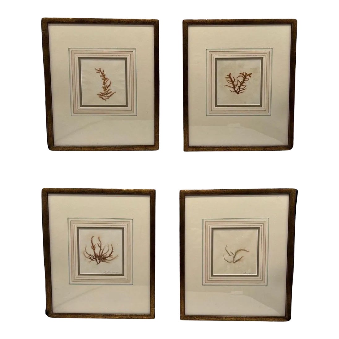 Collection of (4) Four Antique Botanical Specimens | Chairish