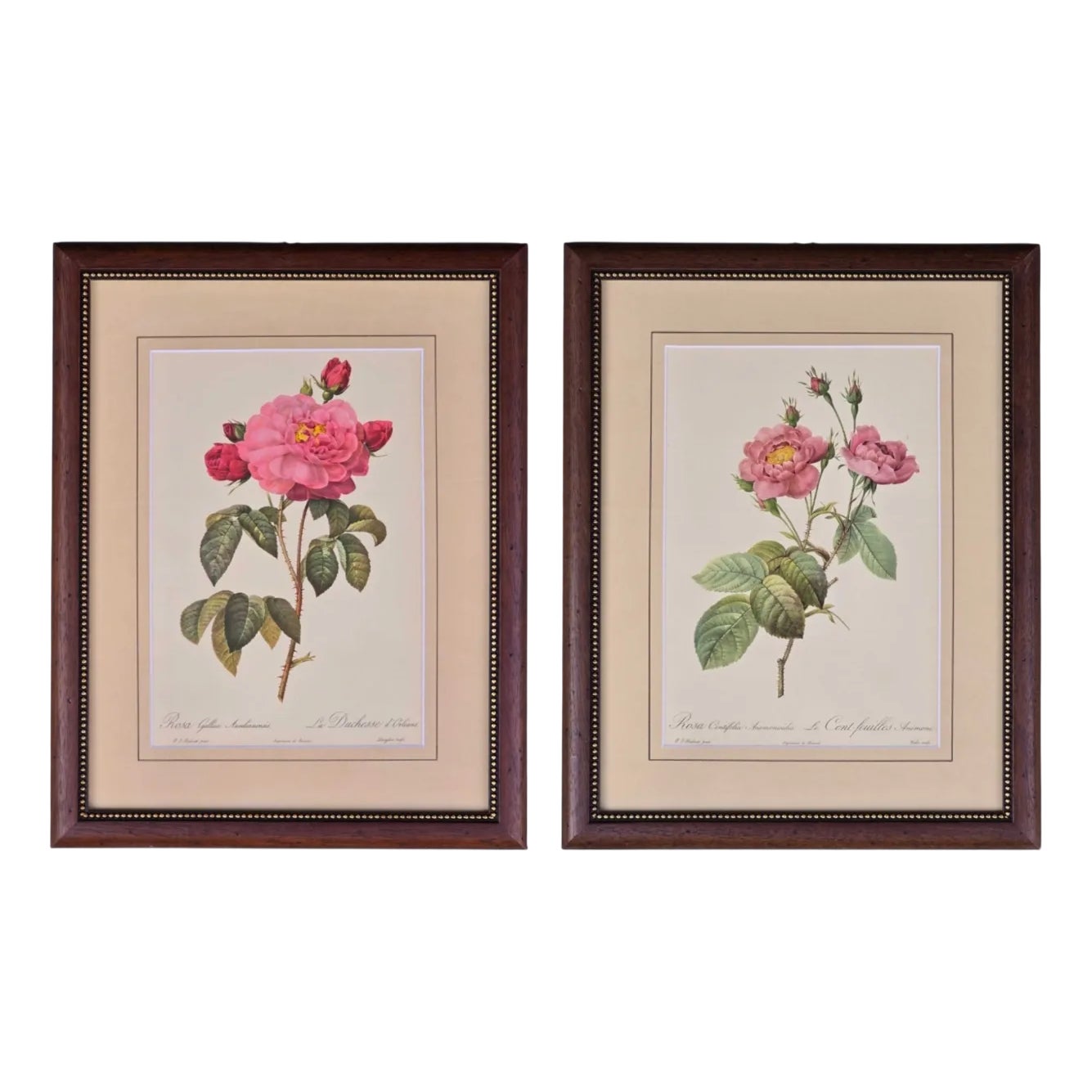 Pierre-Joseph Redouté, Roses, 1950s, Lithographs, Framed, Set of 2 ...