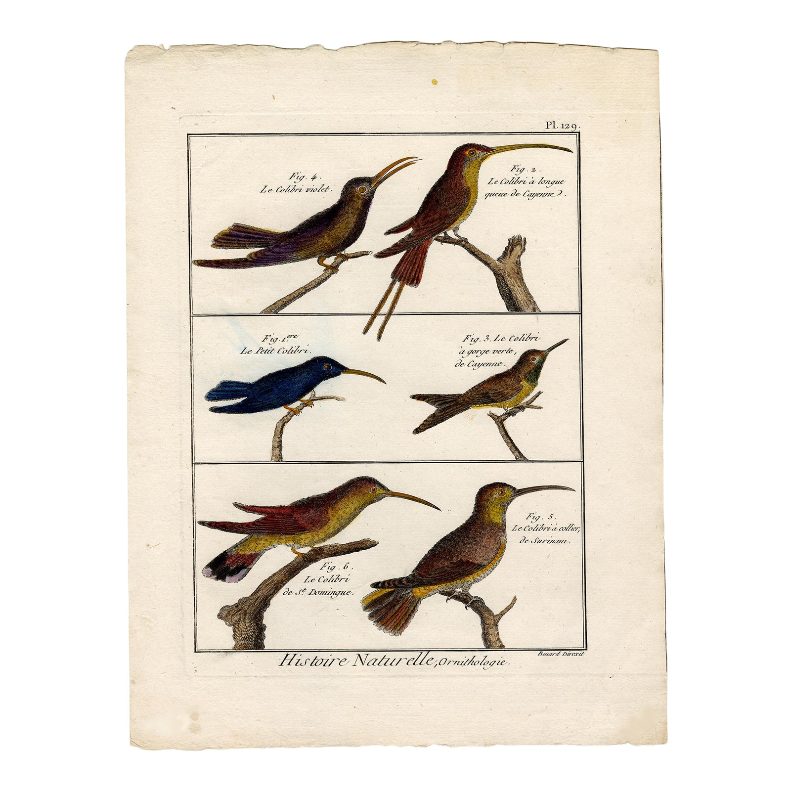 "Le Colibri", Original 18th Century Engravings | Chairish