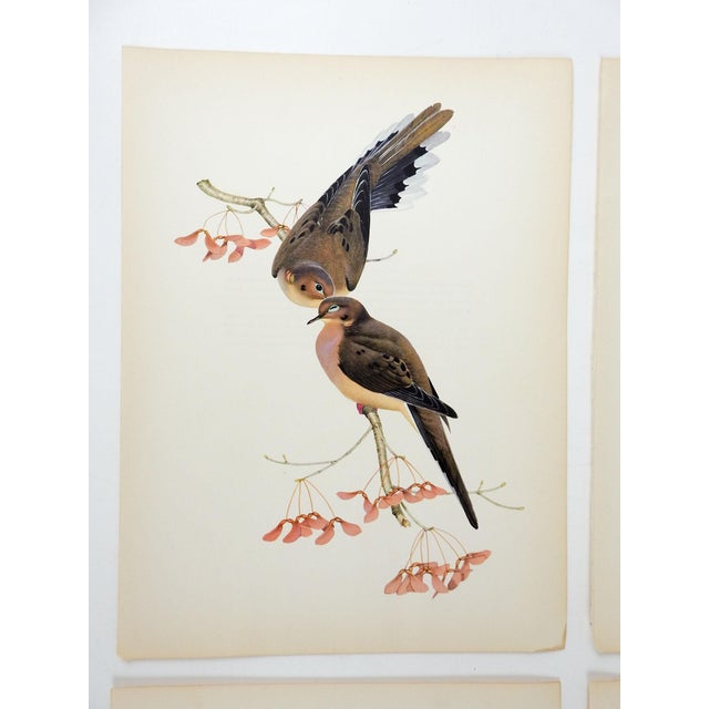 Vintage 1950 Menaboni's Birds Prints - Set of 4 | Chairish
