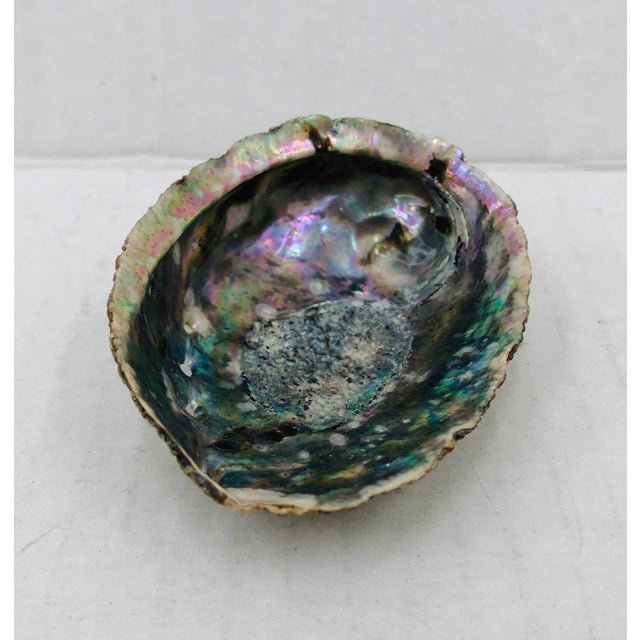 Vintage Abalone Shell | Chairish