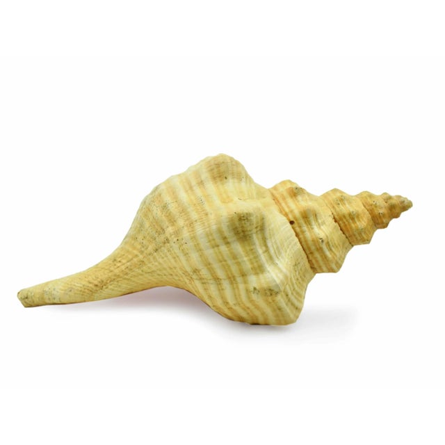 Mid 19th Century Vintage Large Natural Horse Conch Shell Nautical ...