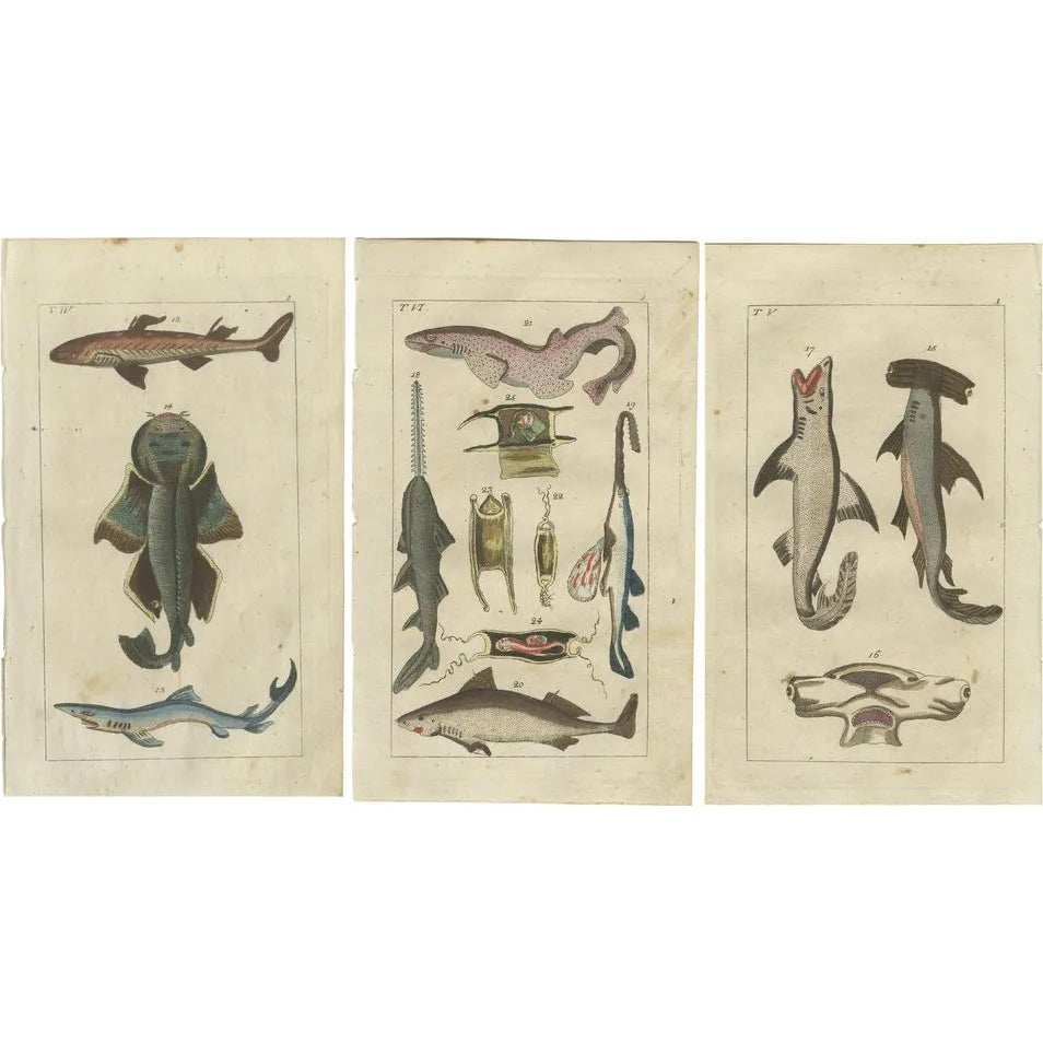Wilhelm, White Shark, Sawfish, Catshark, 1832, Fish Prints, Set of 3 ...