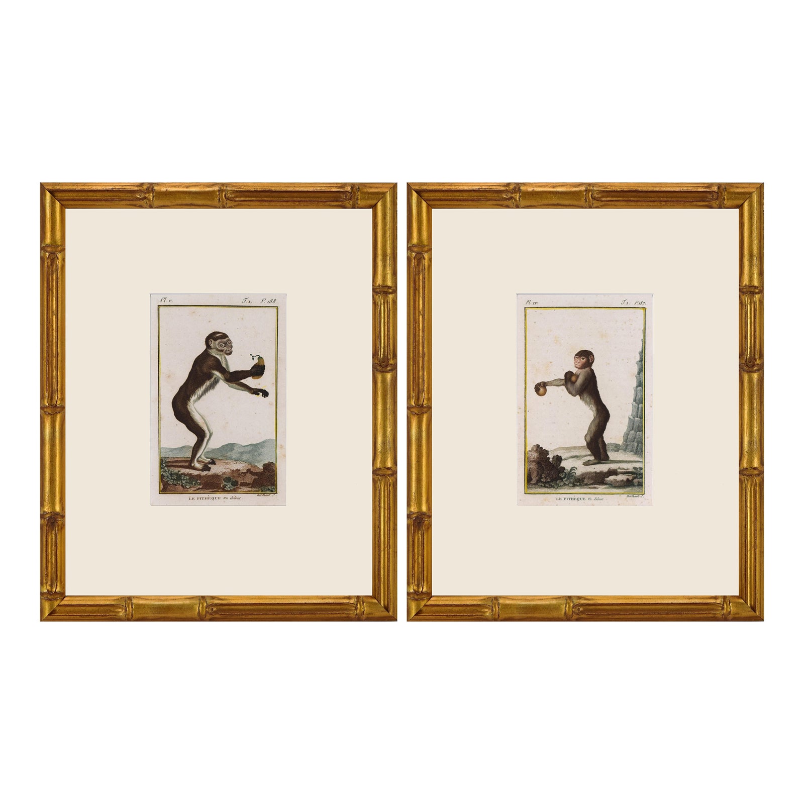 Pair of Original Early 19th Century French Monkey Engravings 1800 ...