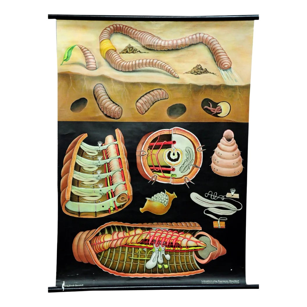 Earthworm Lumbricidae Wall Chart Life Art Print by Jung Koch Quentell ...