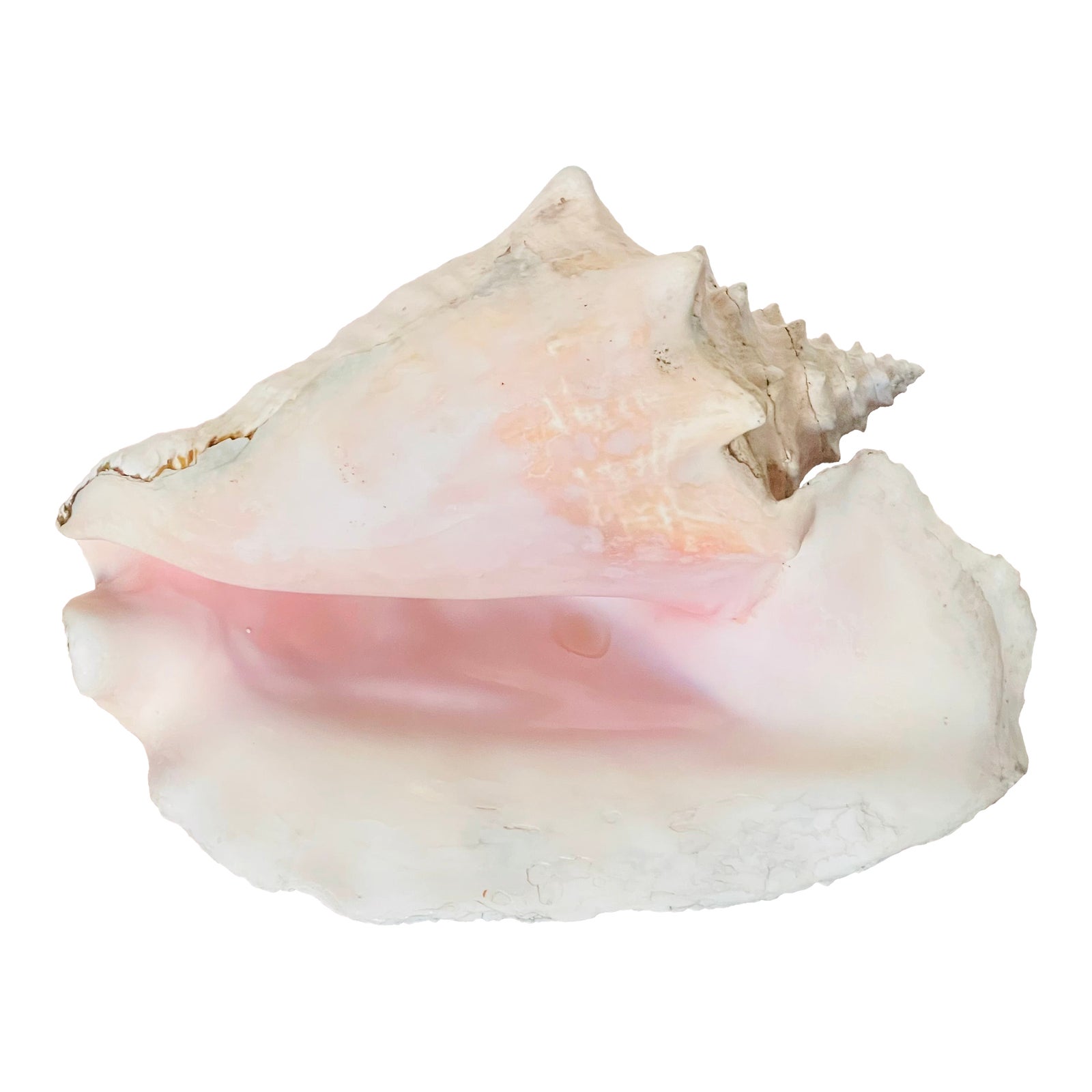 Antique Coastal Conch Sea Shell | Chairish