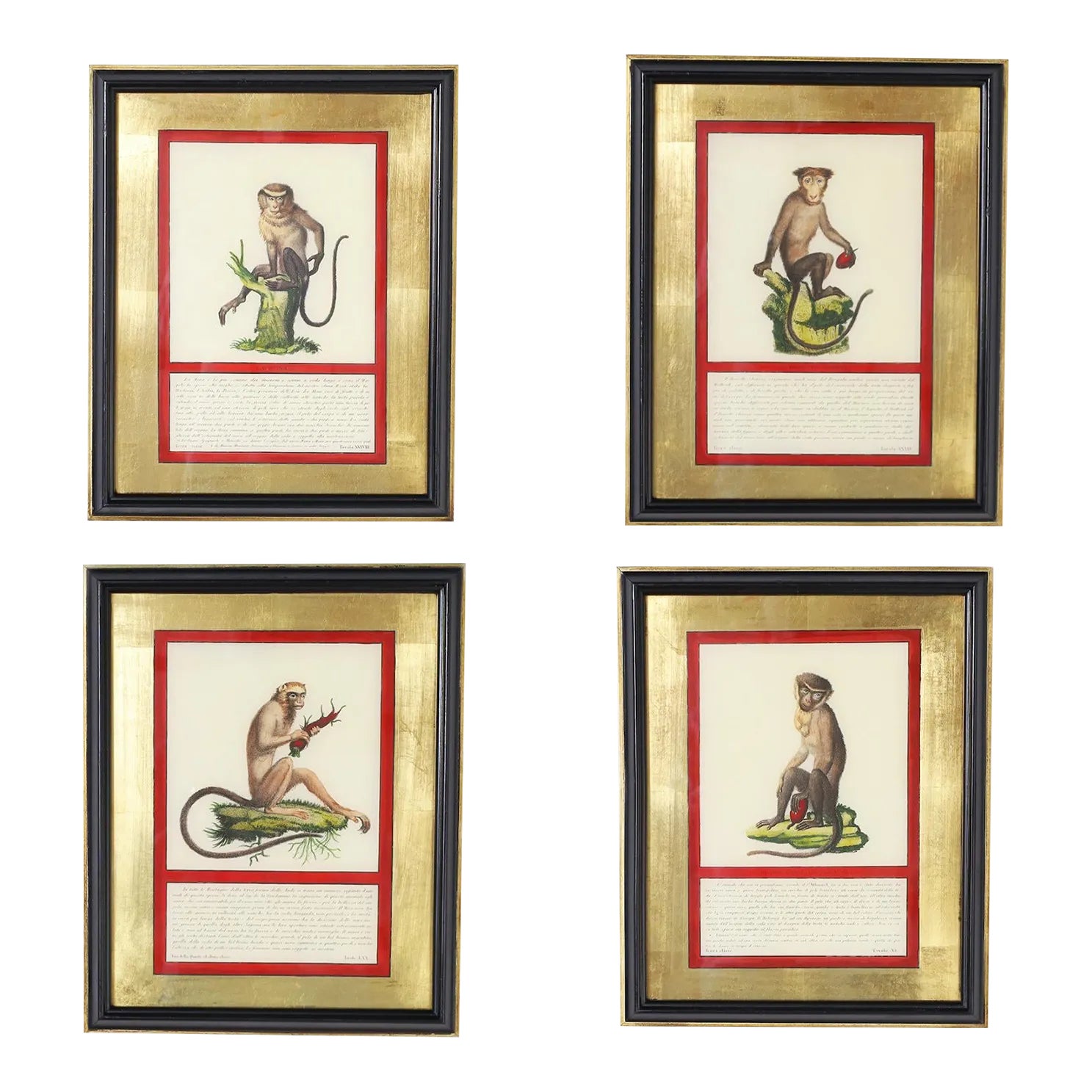 Set of Four Hand Colored Monkey Prints | Chairish