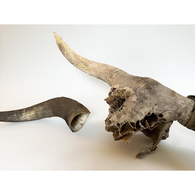 1900s Longhorn Horns Bull Horns Primitive Steer Skull Southwest Décor ...