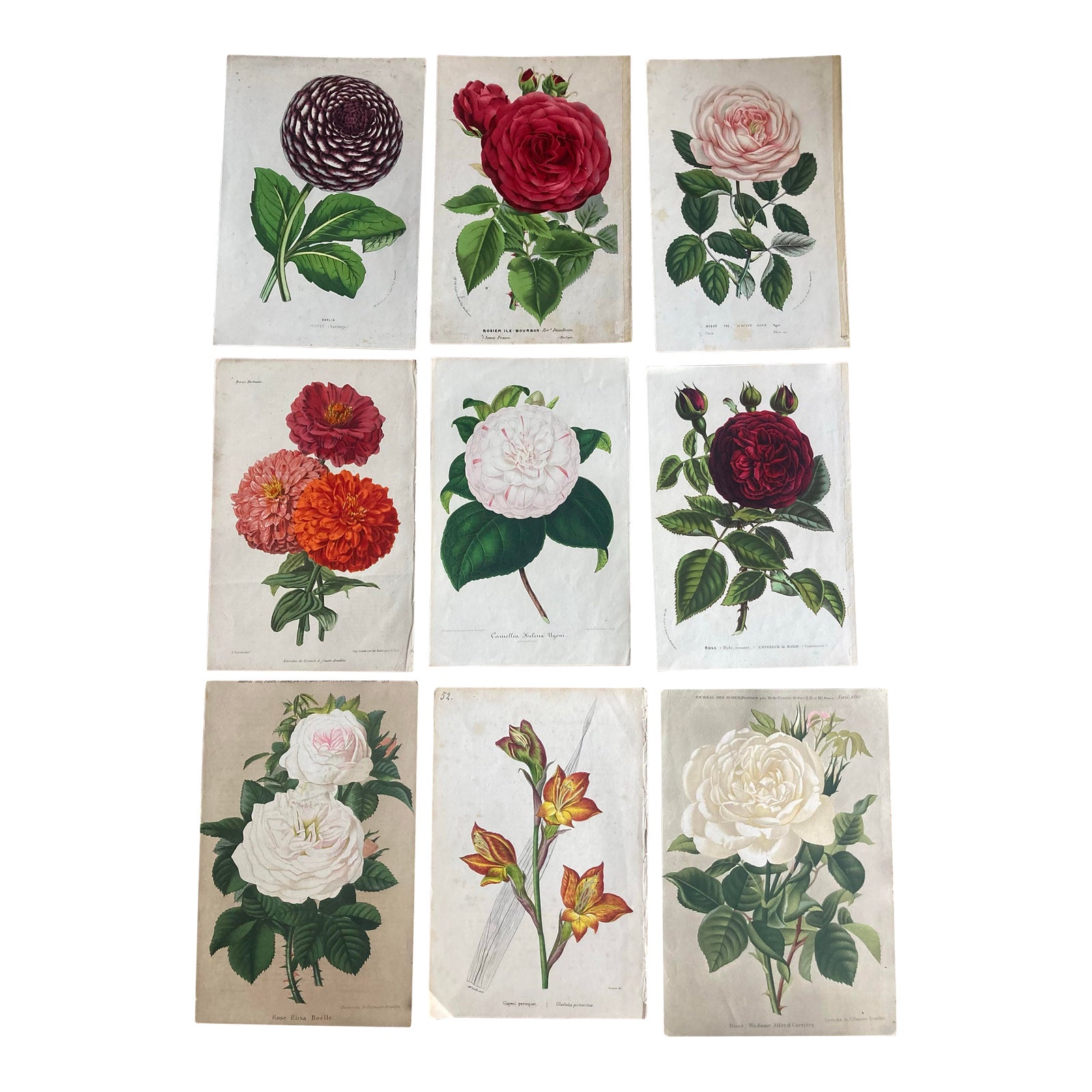 Set of 9 Color Botanical Prints From the 19th Century. | Chairish