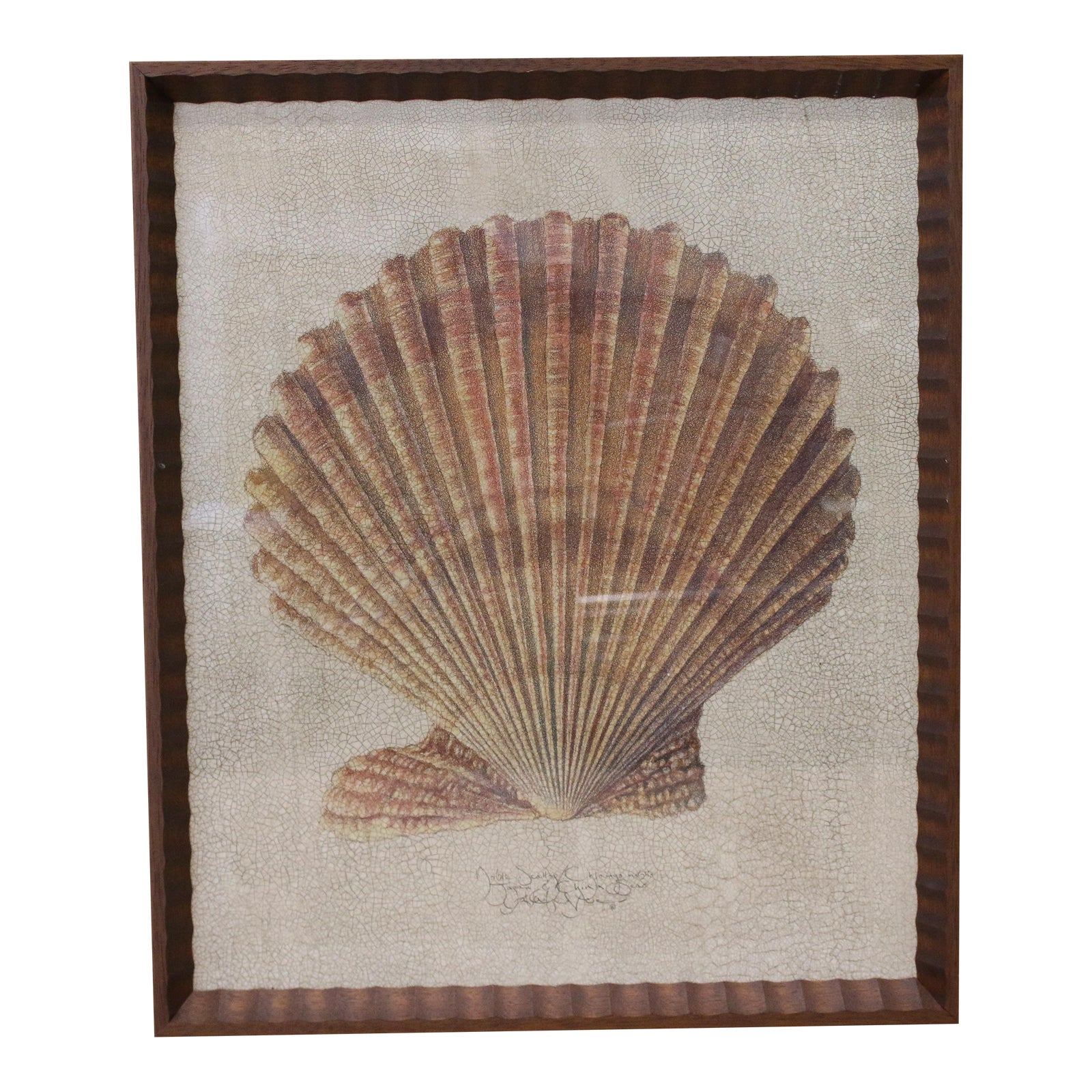 Scallop Shell Botanical Artwork, Framed | Chairish