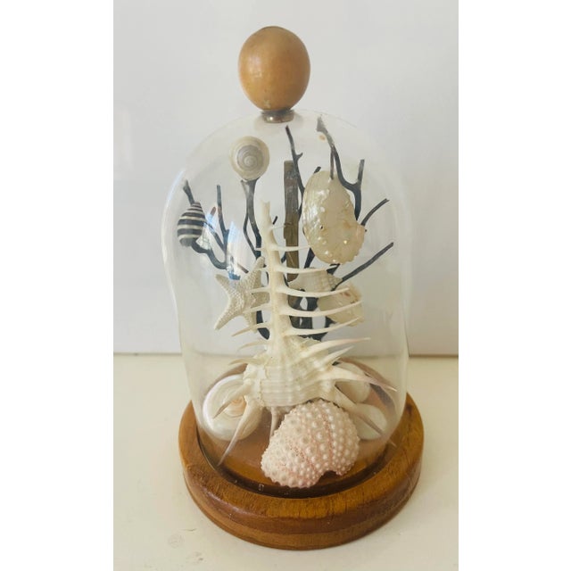 Coastal Decor Vintage Sea Shell Nautical Decor Small Dome | Chairish