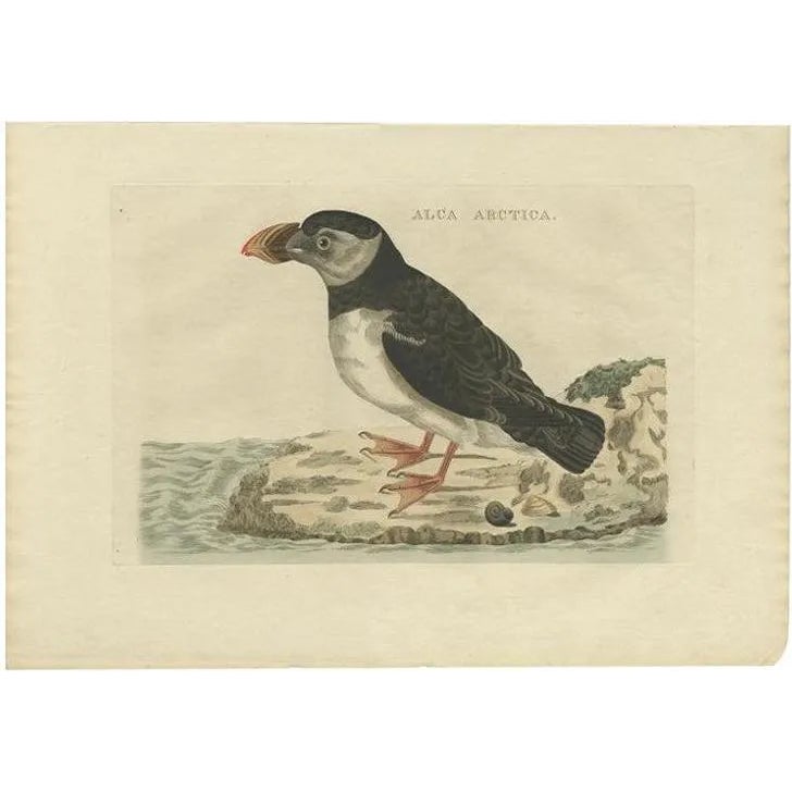Sepp & Nozeman, Bird Illustration of the Atlantic Puffin, 1809, Print ...