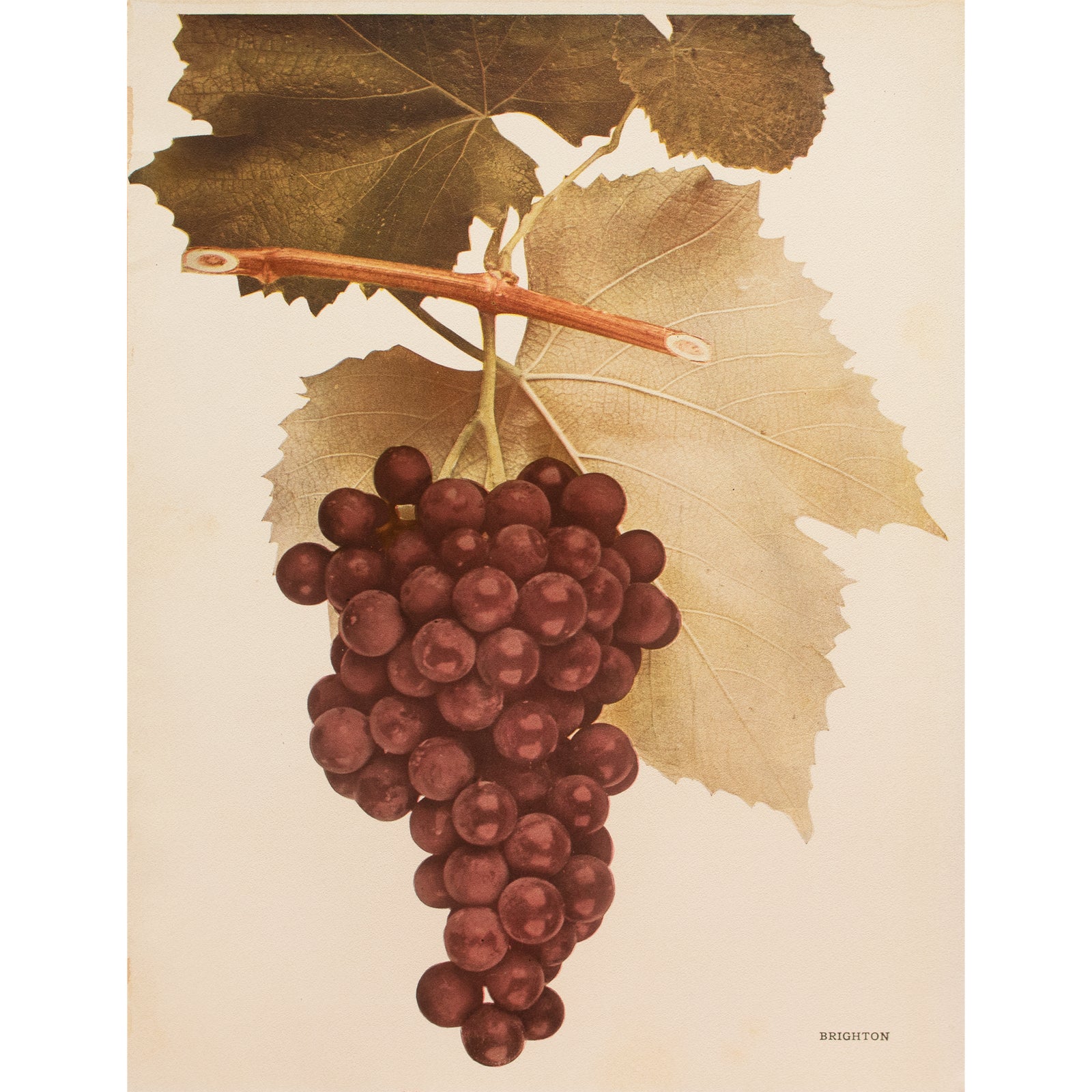 1900s U. P. Hedrick, Original Antique Photogravure of Brighton Grapes ...