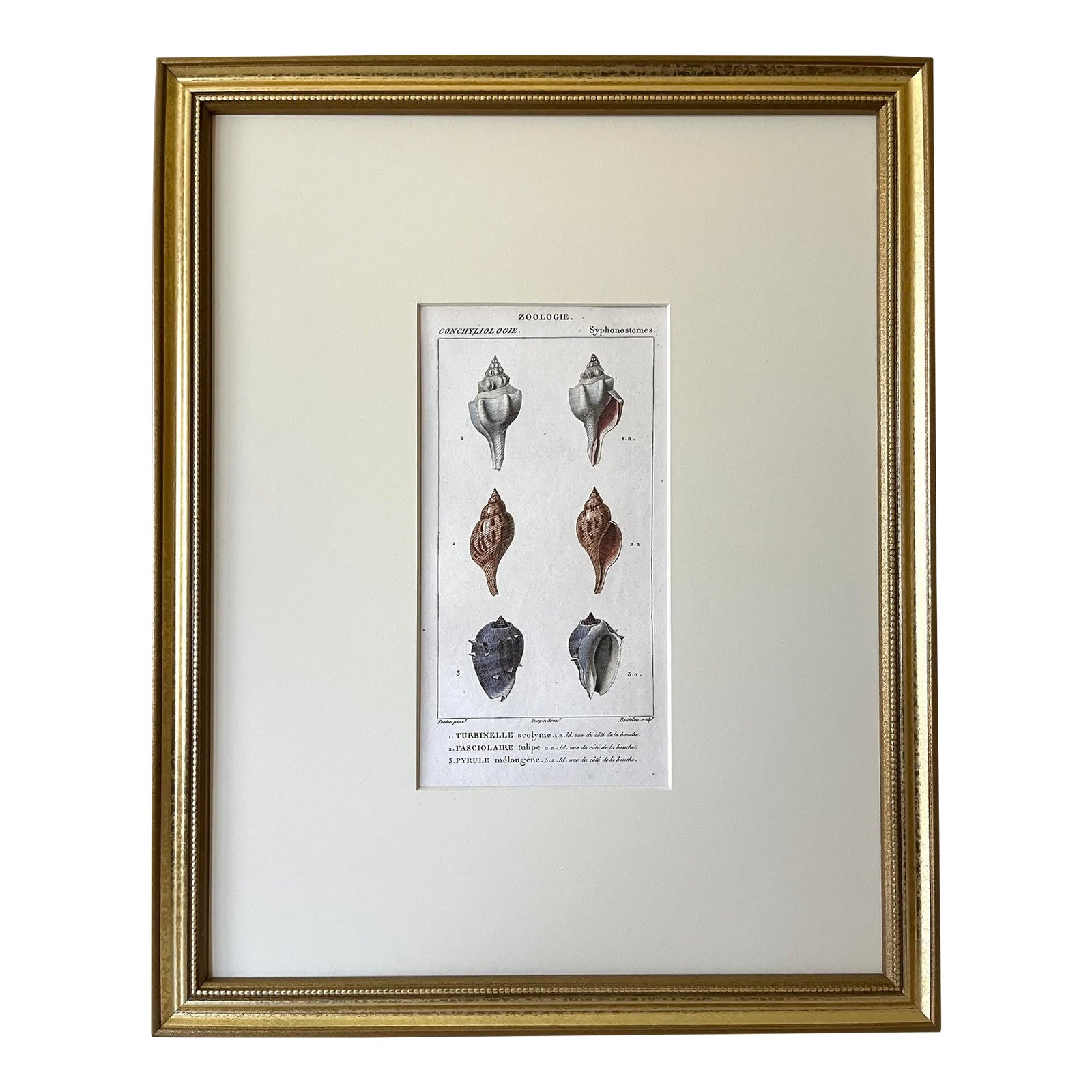 Antique French Print Hand Colored Engraving of Sea Shells by Turpin ...
