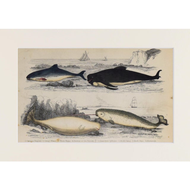 19th Century Antique English Nautical Whale, Narwhal, and Porpoise ...