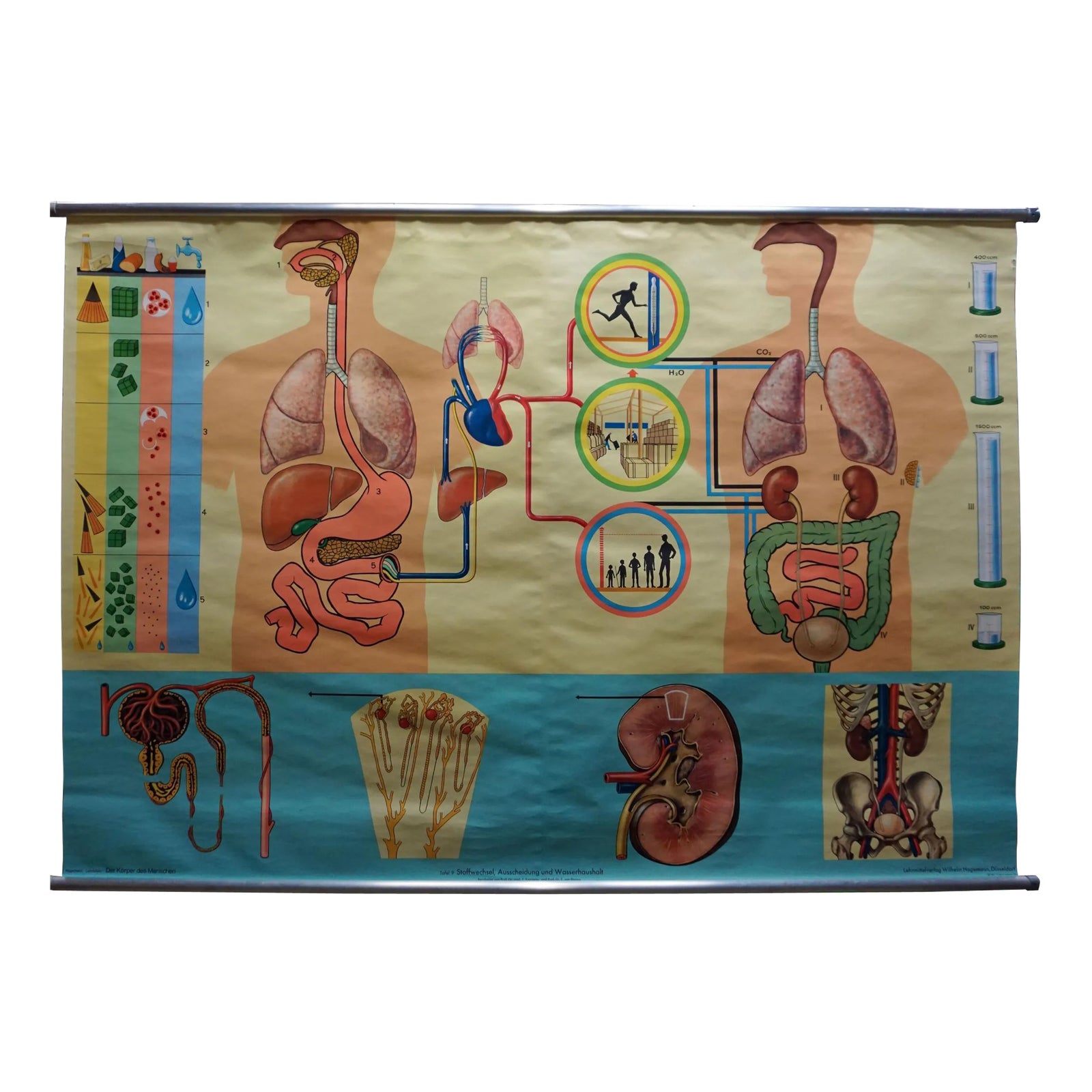 Human Metabolism Body Excretion Water Balance Medical Wall Chart | Chairish