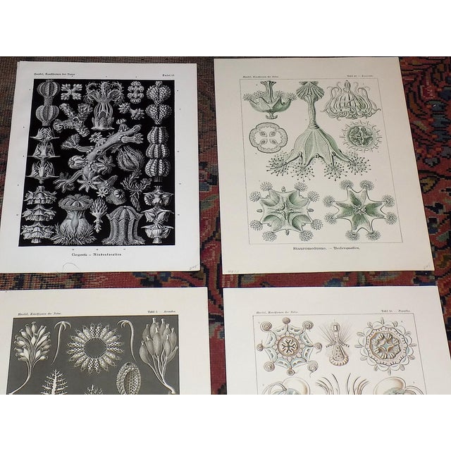 Antique 19th Century Ernst Haeckel Hand Colored Sea Creature ...