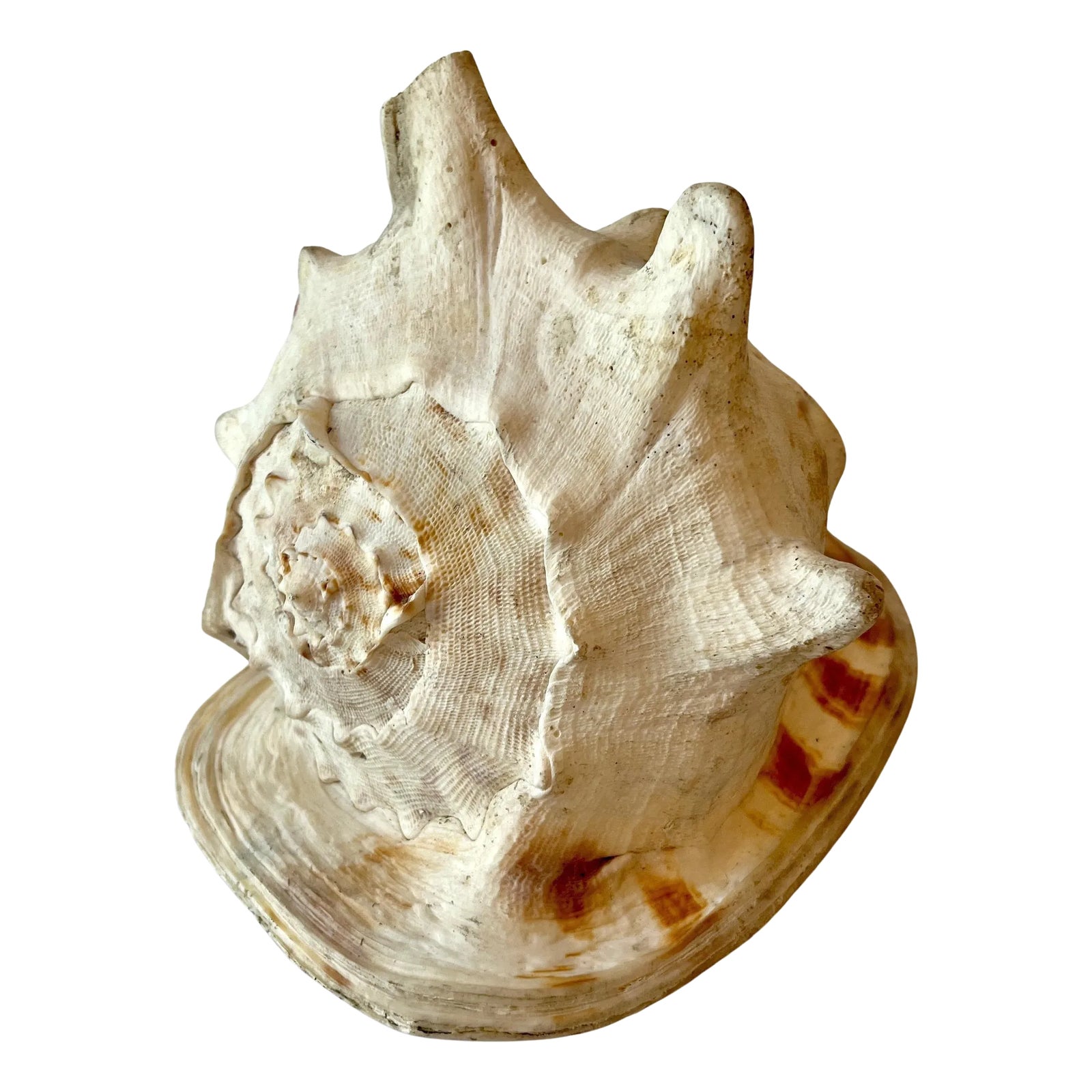 Large Decorative Conch Shell | Chairish