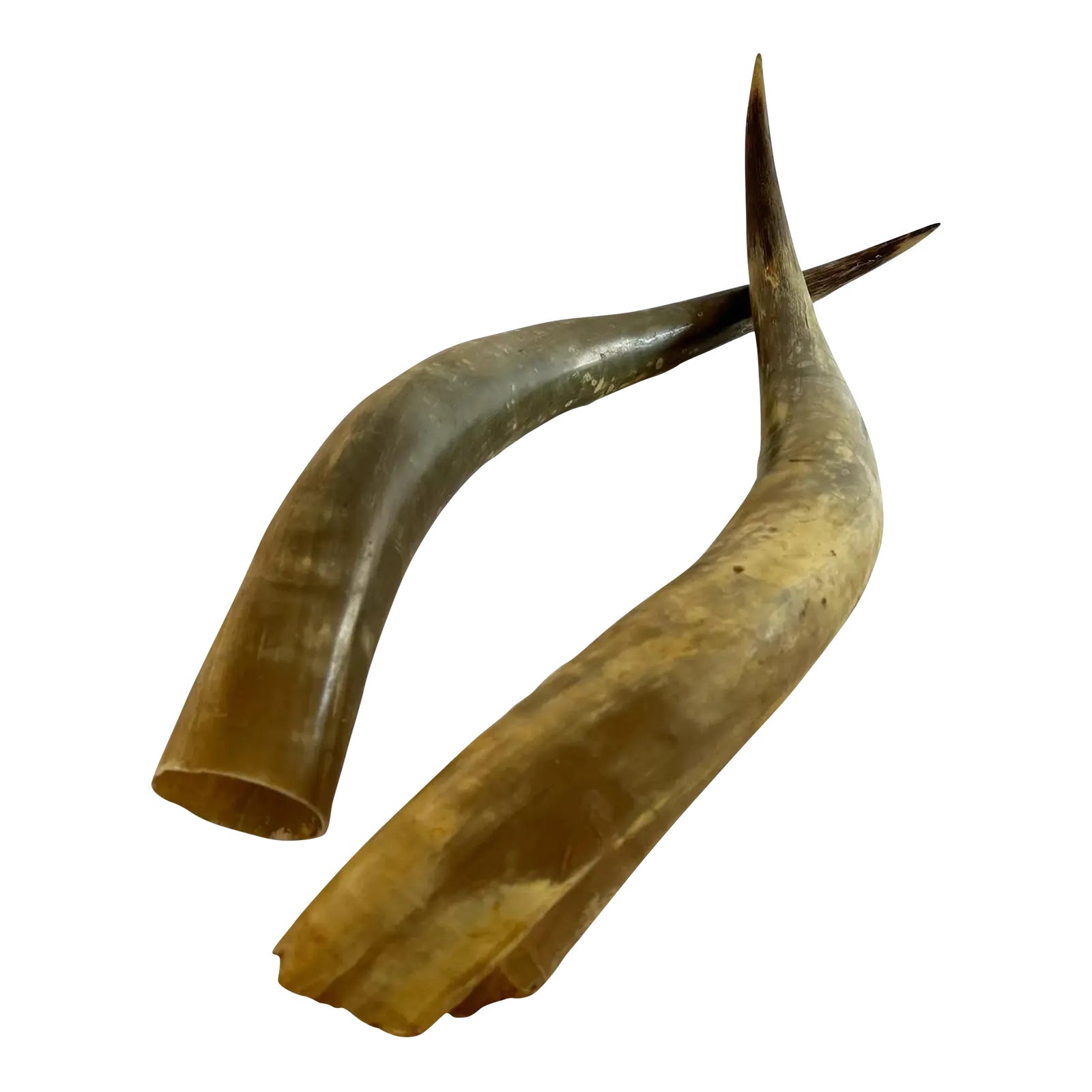 1950s Longhorn Horns Bull Horns Southwest Décor- Set of 2 | Chairish