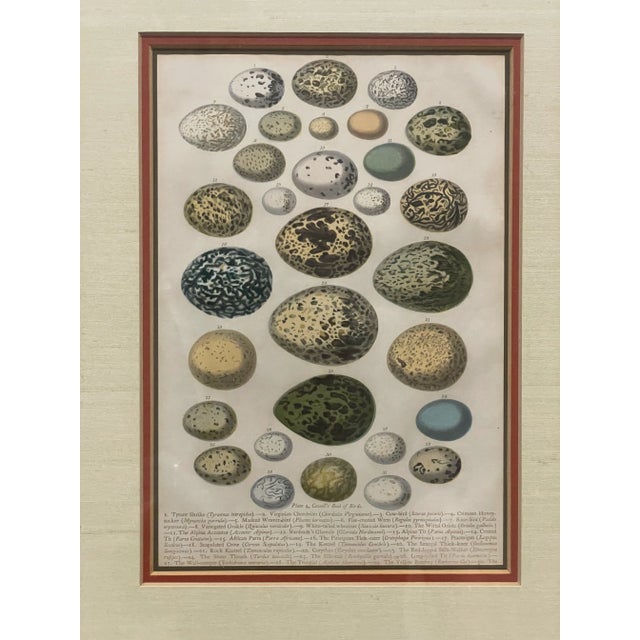 Set of Two Bird Egg Prints, 1869 by Thomas Rymer Jones | Chairish