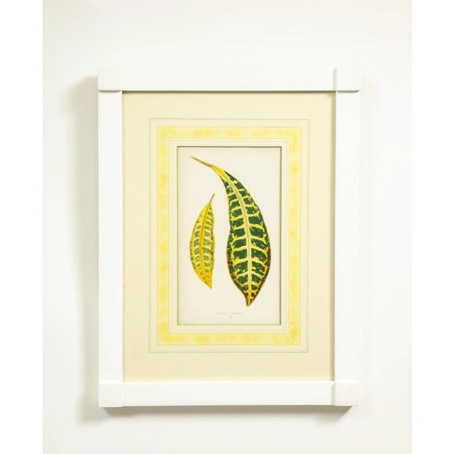 Edward Joseph Lowe Botanical Prints 1861- Set of 6 | Chairish