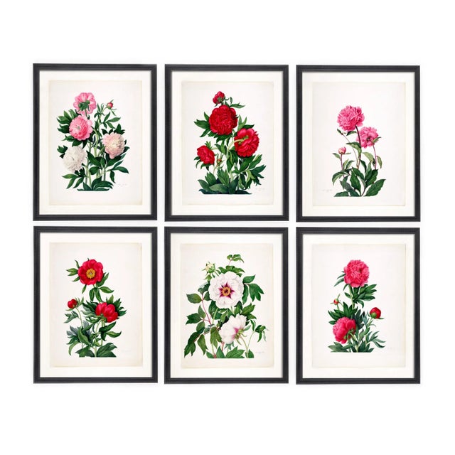 Victorian Botanical Prints - Set of 6 Peonies - 16" X 20" | Chairish