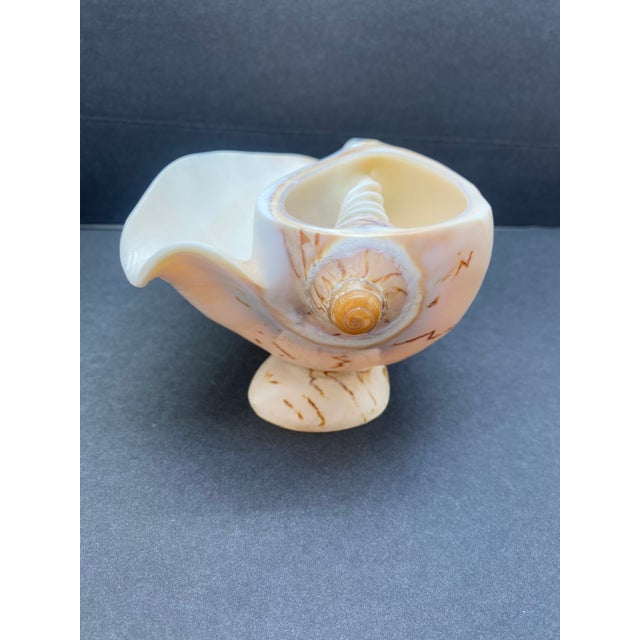 Early 20th Century Conch Seashell Pedestal Bowl Catchall | Chairish